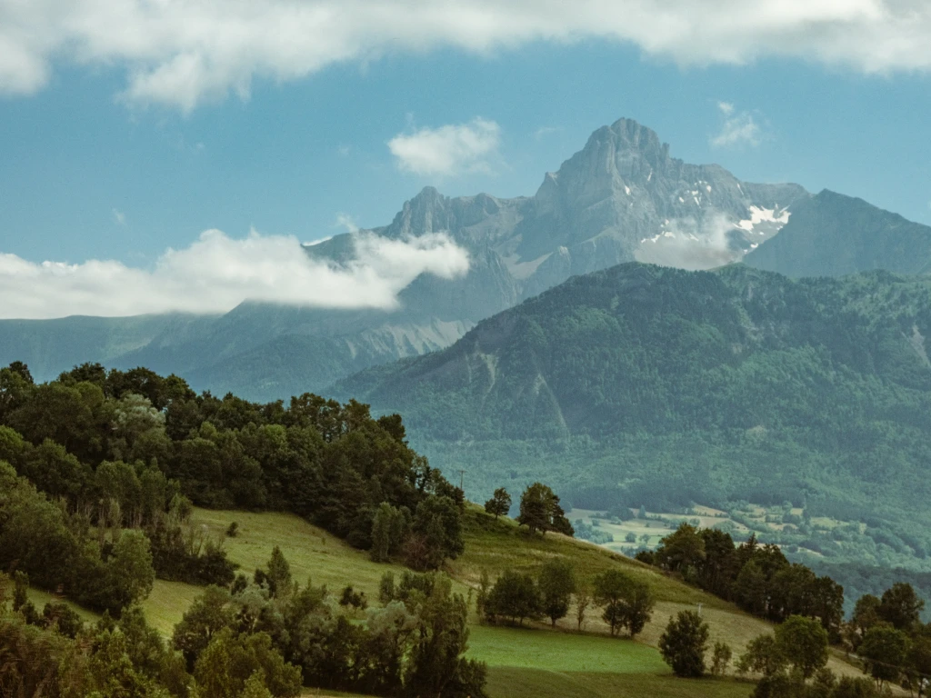 Reforestation in France: How Evertreen is Reviving Forests | Evertreen