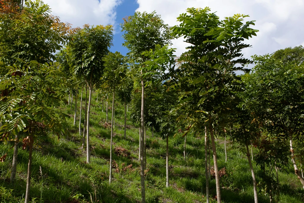 Urban Reforestation: How Cities Can Combat Climate Change | Evertreen