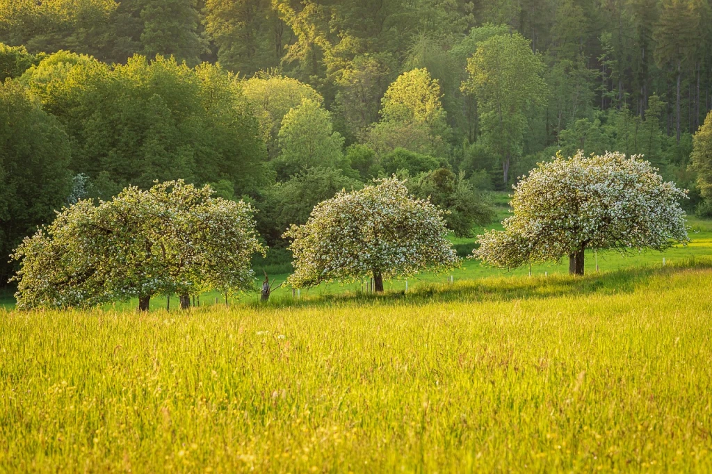 Evertreen vs. Other Tree Planting Platforms: What Makes Us Different ...