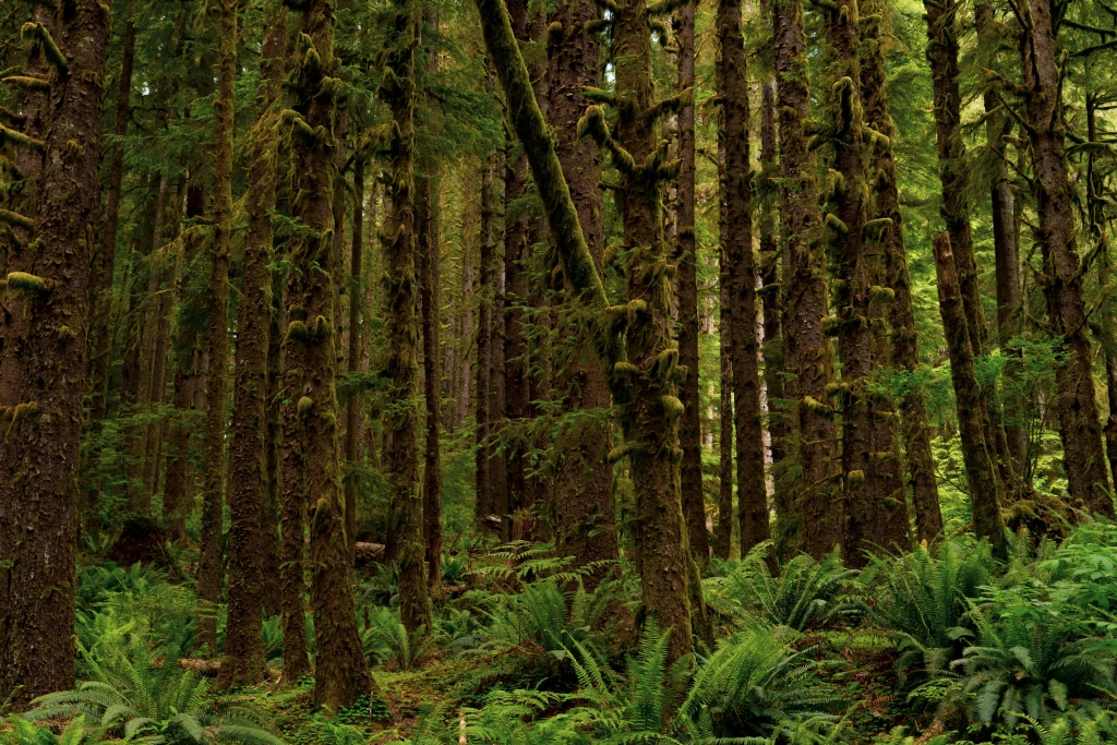 The Role of Big Trees in Ecosystems: Why We Need to Protect Them ...