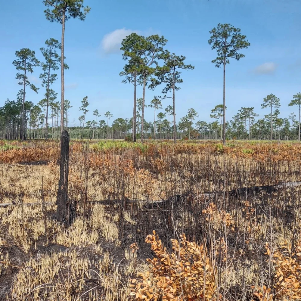 Tree - Trees in USA Florida | Evertreen